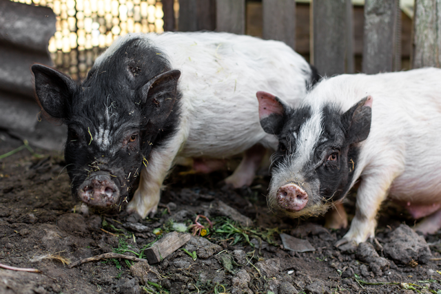 Arguing With Pigs – The Bottom Line, Ministries